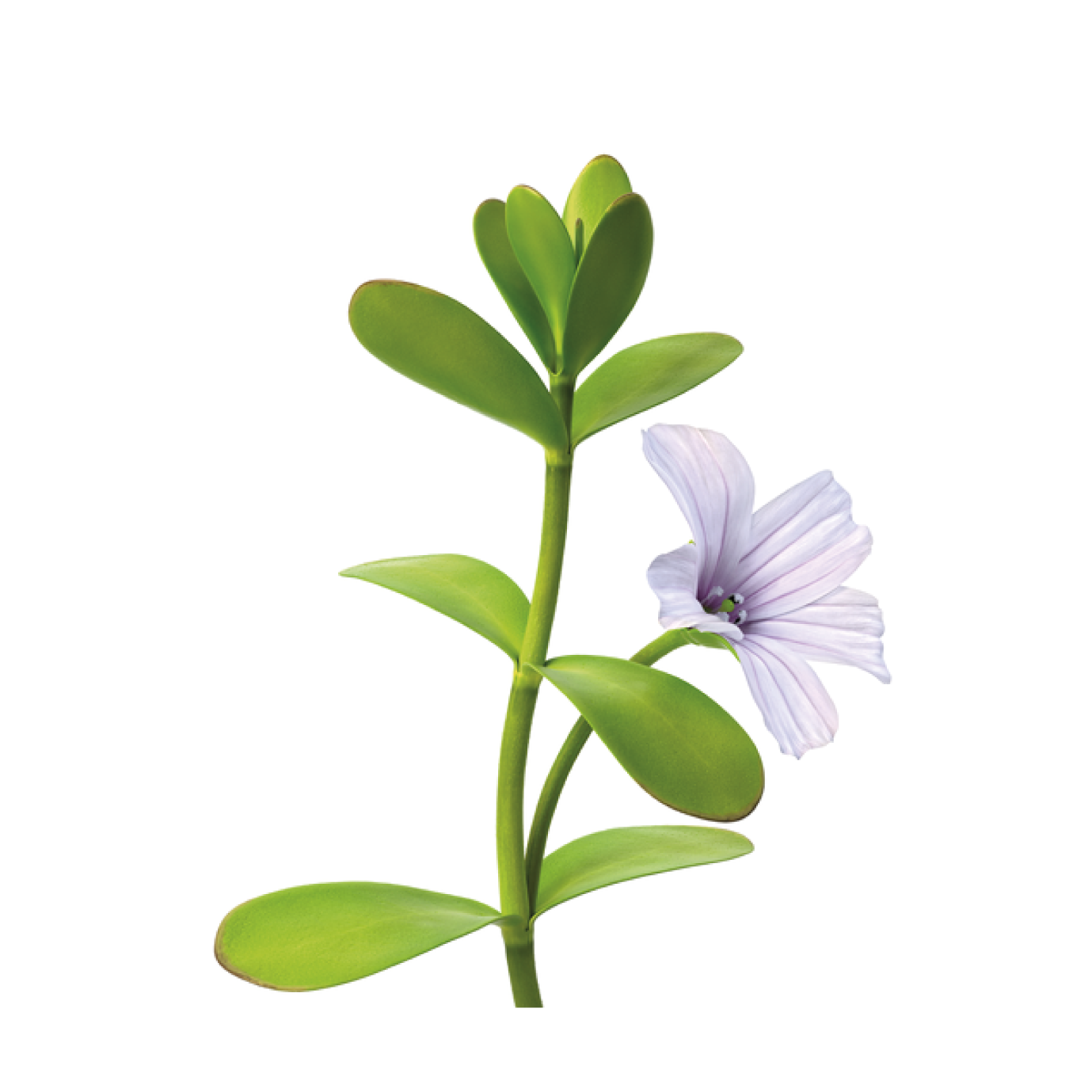 Lucy Memory – Omonwell